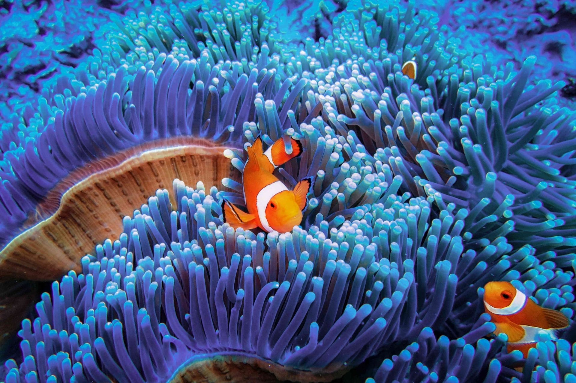 Salvando a los Animales Marinos: La Necesidad Urgente de Conservación ...